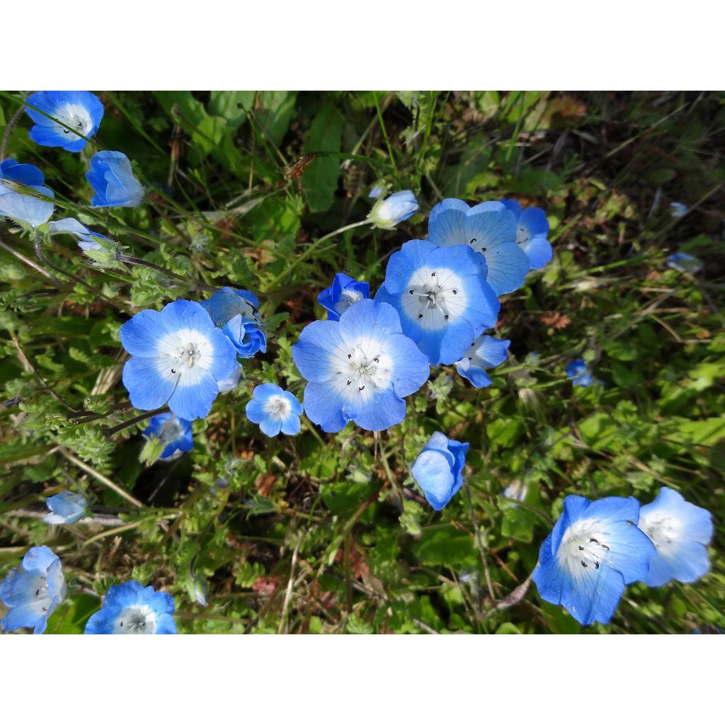 Jual Biji Bunga Nemophila Baby Blue Eyes Import | Shopee Indonesia