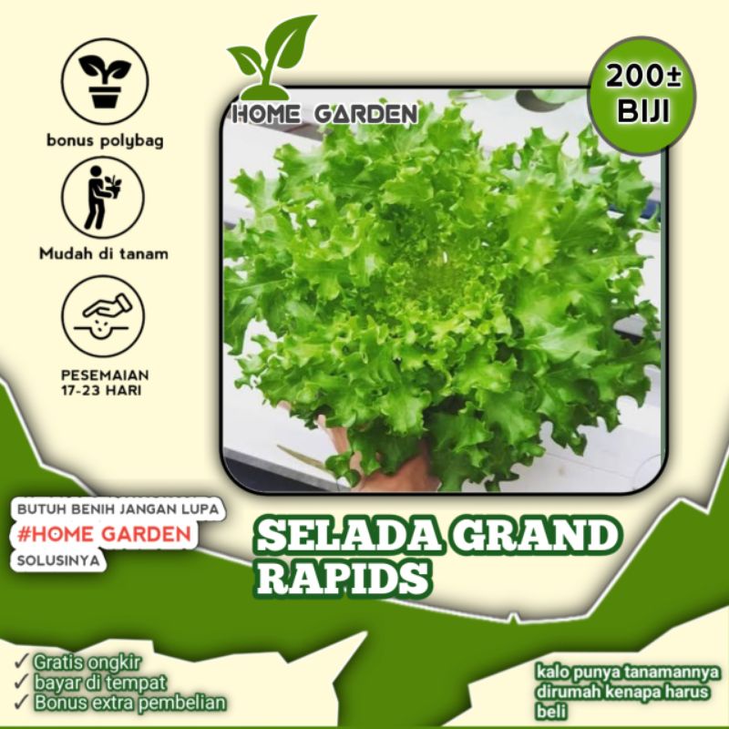 Jual Benih Selada Grand Rapids - 200 Biji kemasan repack ecer benih ...