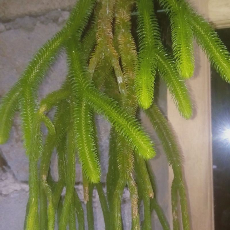 Jual anggrek kumpai langka | Shopee Indonesia