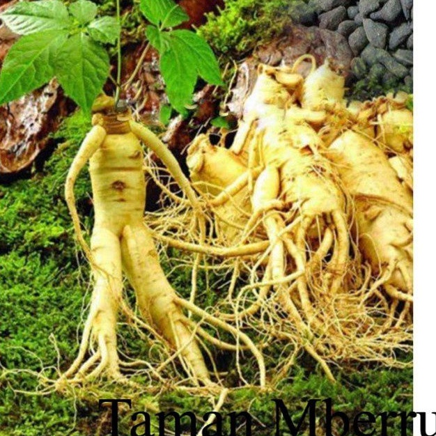 Jual Bibit Ginseng Merah Korea Panax Ginseng Korea Bunga & Tanaman ...