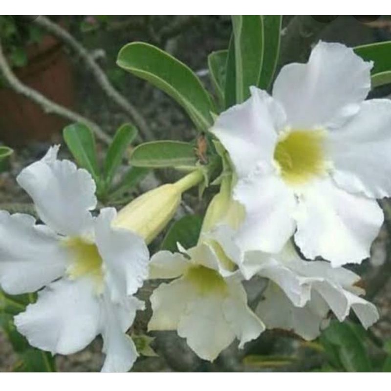 Jual biji adenium/kamboja pink & putih isi 10 | Shopee Indonesia