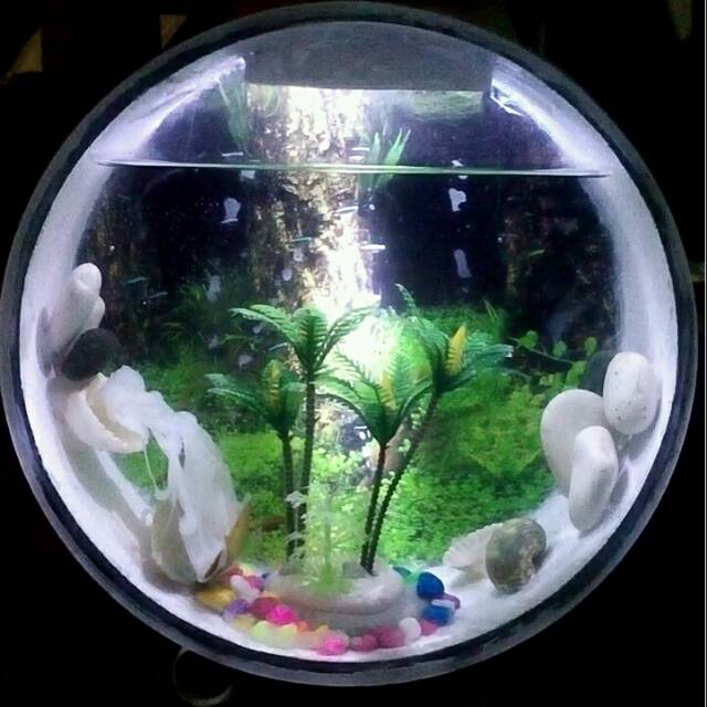 Jual AQUARIUM BULAT DARI PIPA PVC 8" | Shopee Indonesia