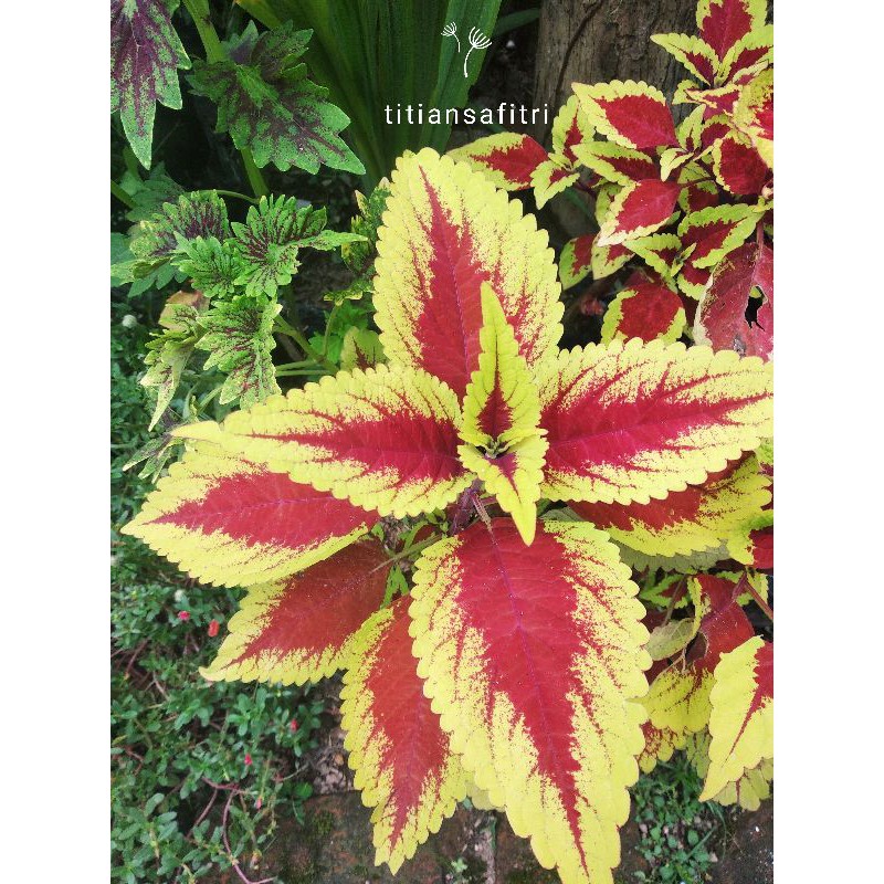 Jual tanaman hias miana kuning merah | Shopee Indonesia