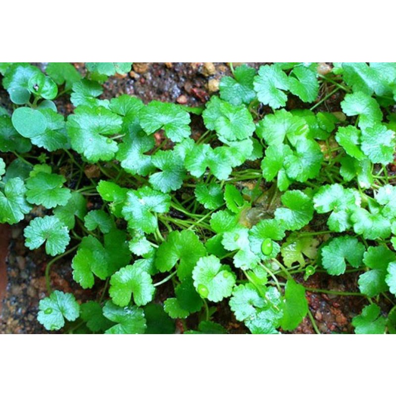 Jual Hydrocotyle Sibthorpioides 1 mika mini | Shopee Indonesia