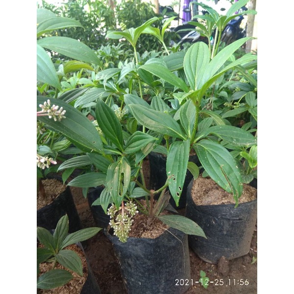 Jual Tanaman Parijoto Indukan // Tanaman Herbal Parijoto // tanaman ...
