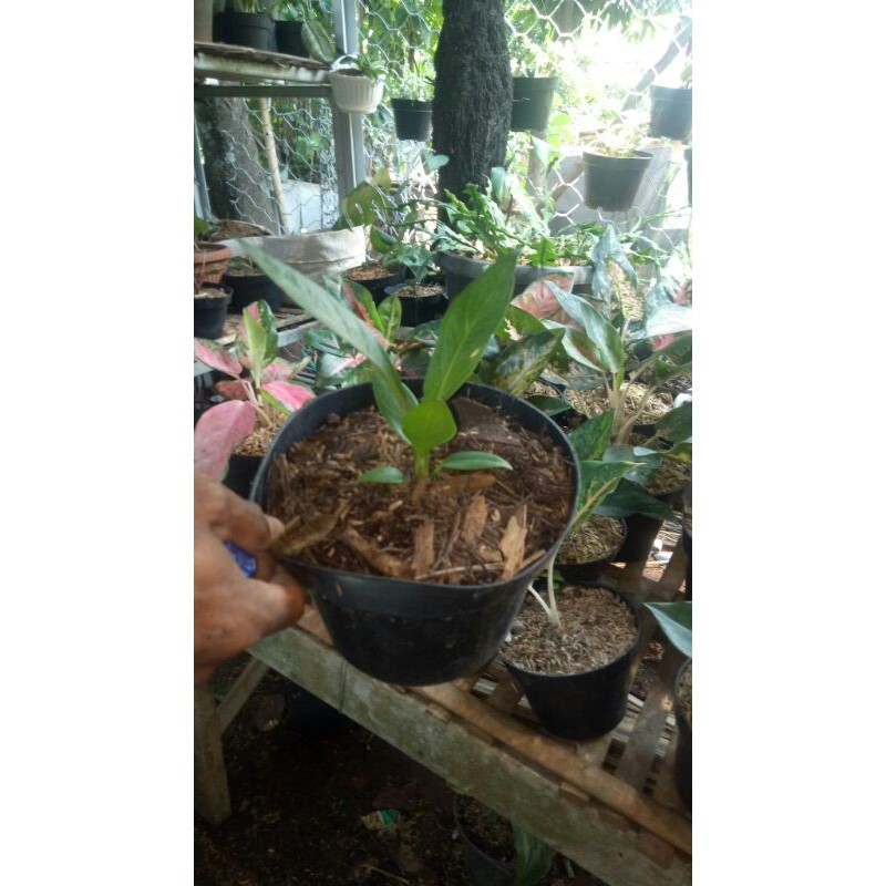 Jual Antorium jermani cobra-tanaman hias antorium jermani cobra-pohon ...