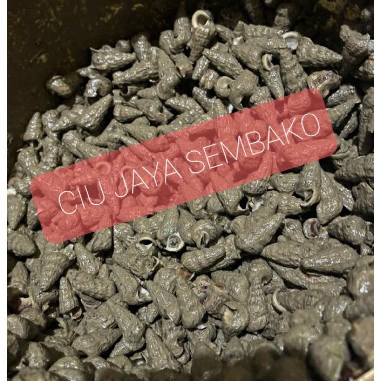 Jual KEONG NENEK / KATANGLO / SIPUT SEDUT / KEONG / KATANG LO / KEONG ...