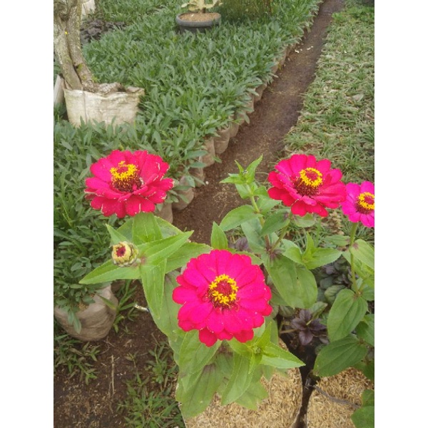 Jual bunga zinia pink bunga kertas zinnia tanaman hias | Shopee Indonesia