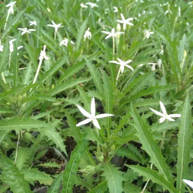 Jual tanaman kitolod/ korejat | Shopee Indonesia