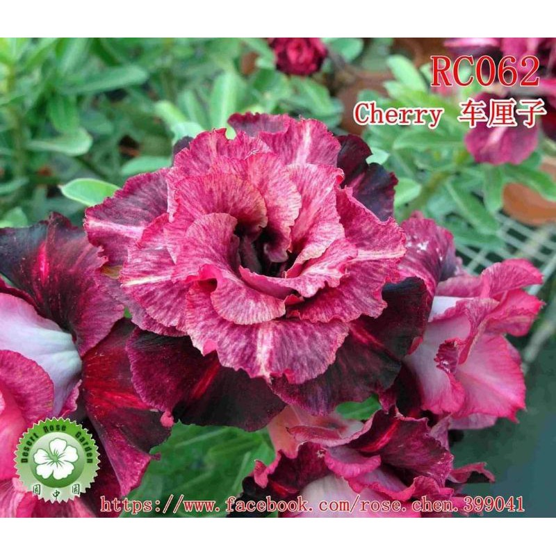 Jual Adenium Bunga Tumpuk "Cherry" | Shopee Indonesia