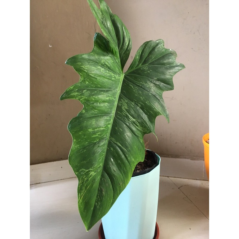 Jual Philodendron Lime Fiddle (Philo Dragon) | Shopee Indonesia