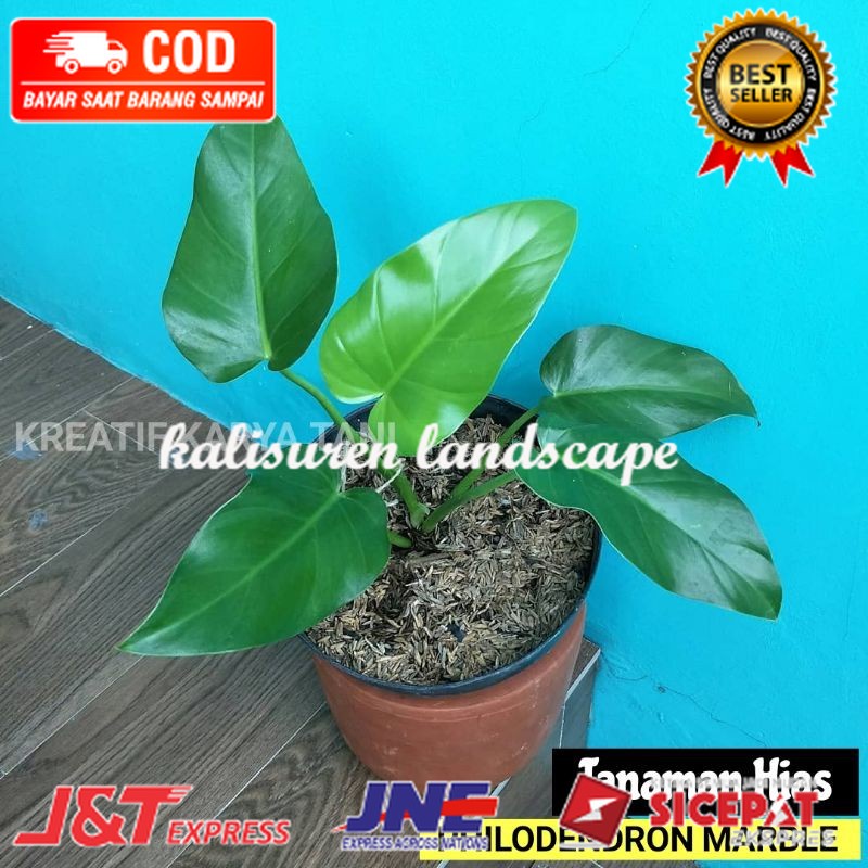 Jual Tanaman hias philodendron marble - Philo marble - Philodendron ...