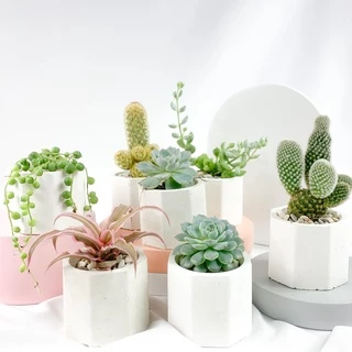 Produk sono kaktus | Shopee Indonesia