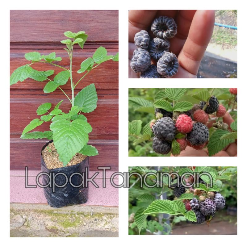 Jual Bibit Tanaman Buah Black Raspberry /Mysore Raspberry Import ...