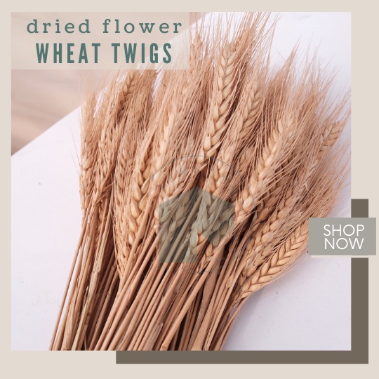Jual PROMO DISKON BIG SALE [5/10 TANGKAI] Natural Dried Flower wheat ...
