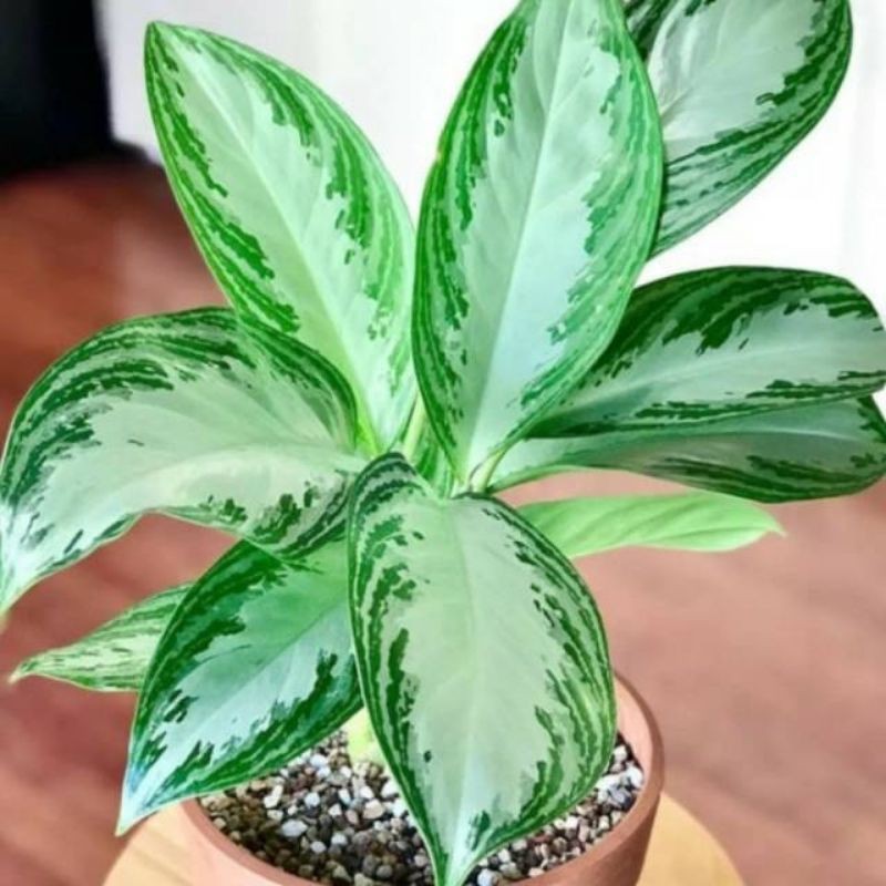 Jual tanaman diven silver cantik | Shopee Indonesia