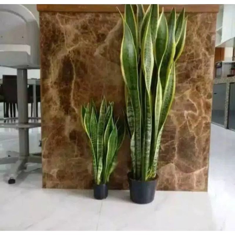 Jual Tanaman hias bunga hidup penyerap racun udara sansivera lidah ...