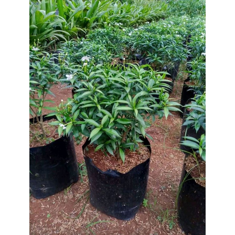 Jual bungga sabrina/rombusa hijau super2 rinbun seperti difoto | Shopee ...