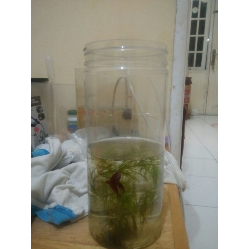 Jual Akuarium Tabung Kaca Aquathena | Shopee Indonesia