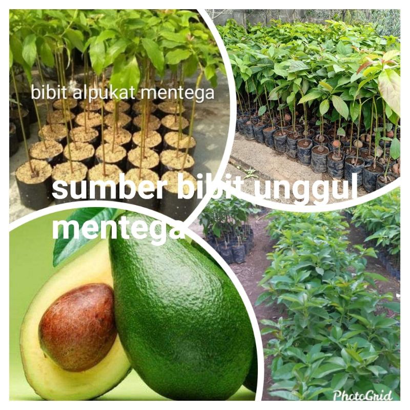 Jual bibit alpukat mentega jumbo | Shopee Indonesia
