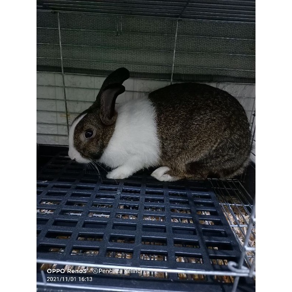 Jual Kelinci Hias Dutch Mini Indukan Betina | Shopee Indonesia