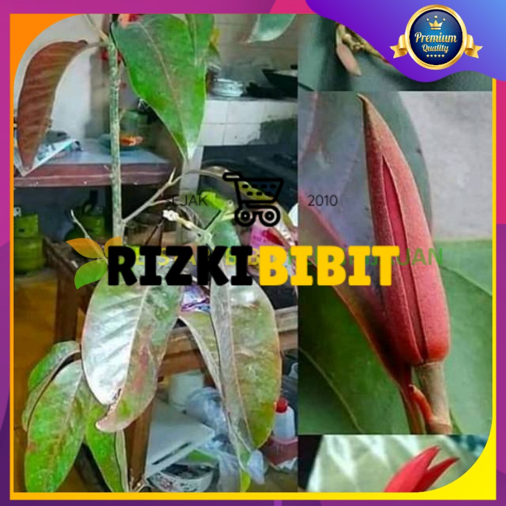 Jual Bibit bunga kantil merah / ungu langka okulasi siap berbunga ...