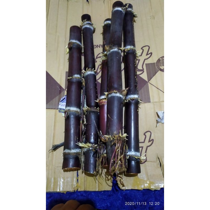Jual TEBU WULUNG TEBU HITAM TEBU IRENG 40 CM | Shopee Indonesia