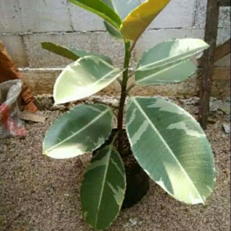 Jual tanaman hias karet kebo variegata-karet kebo varigata-tanaman hias ...