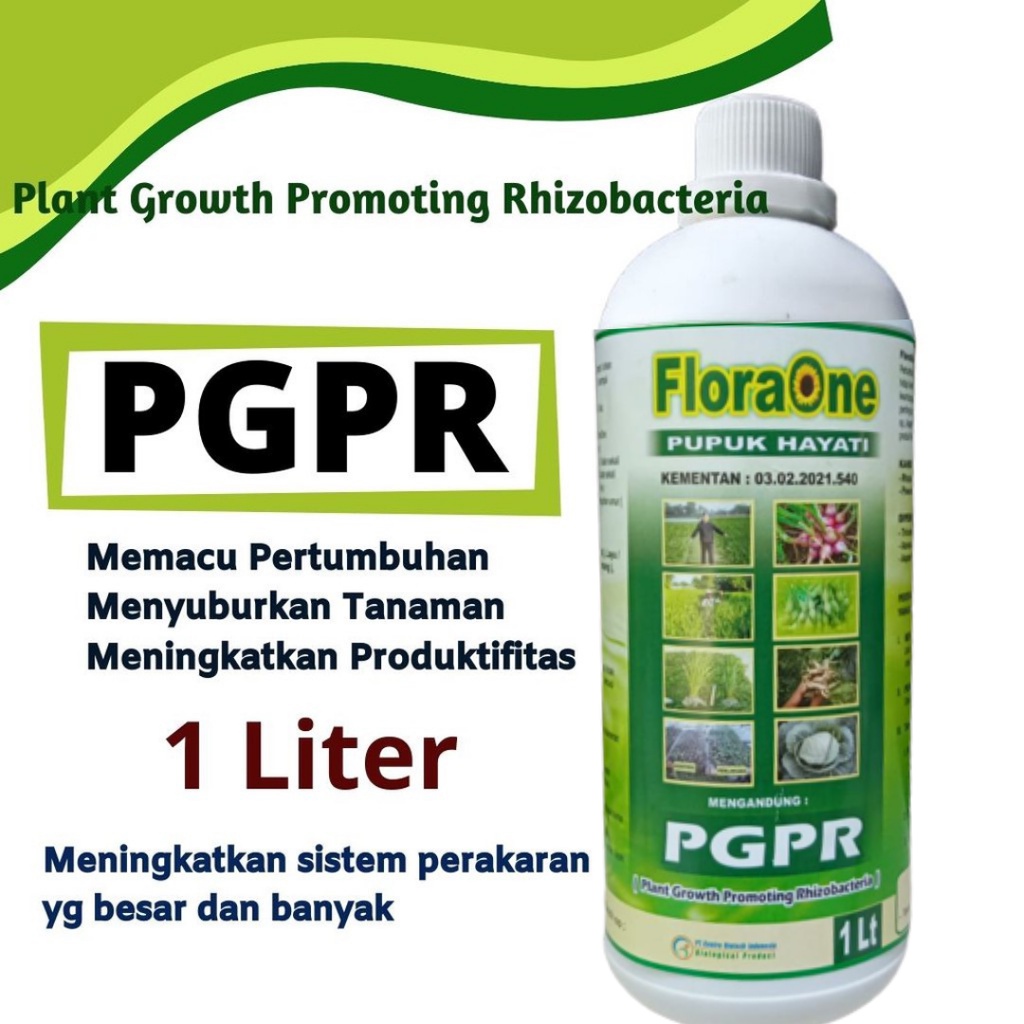 Jual Pupuk PGPR Untuk Pertumbuhan, Pupuk Cair Mengatasi Layu Fusarium ...