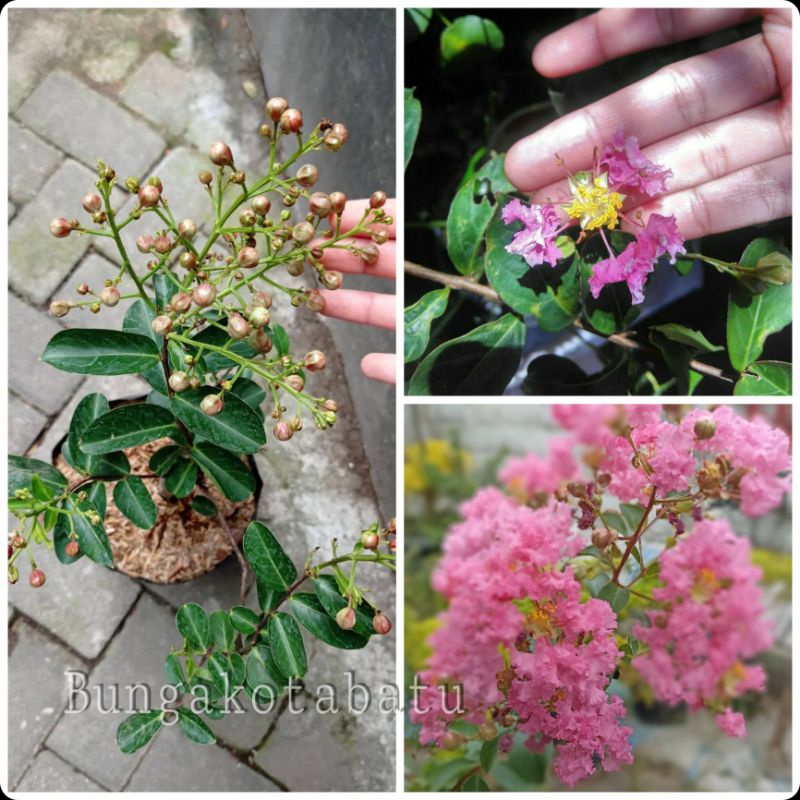 Jual Bibit Tanaman Bunga Sakura Mini | Shopee Indonesia