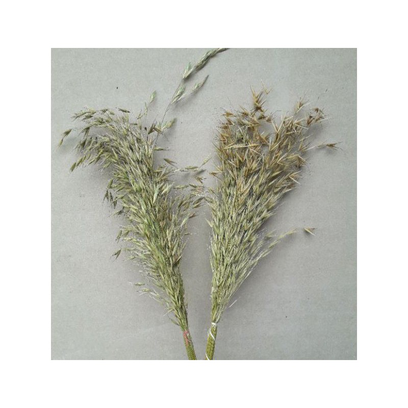 Jual 1tangkai bunga kering padi padian | Shopee Indonesia