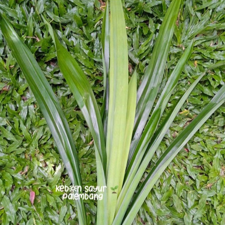 Jual Kebun Sayur Daun Pandan 1 ikat | Shopee Indonesia