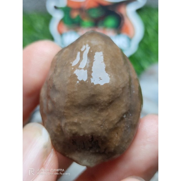 Jual MUNCANG ADU PANJANGAN JAWA SI BALONG | Shopee Indonesia