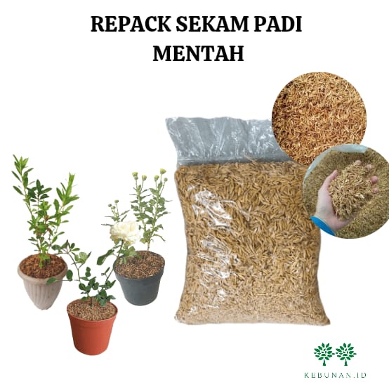 Jual Repack Sekam Padi Mentah 200 gr /Kulit Padi Gabah Media Tanam ...