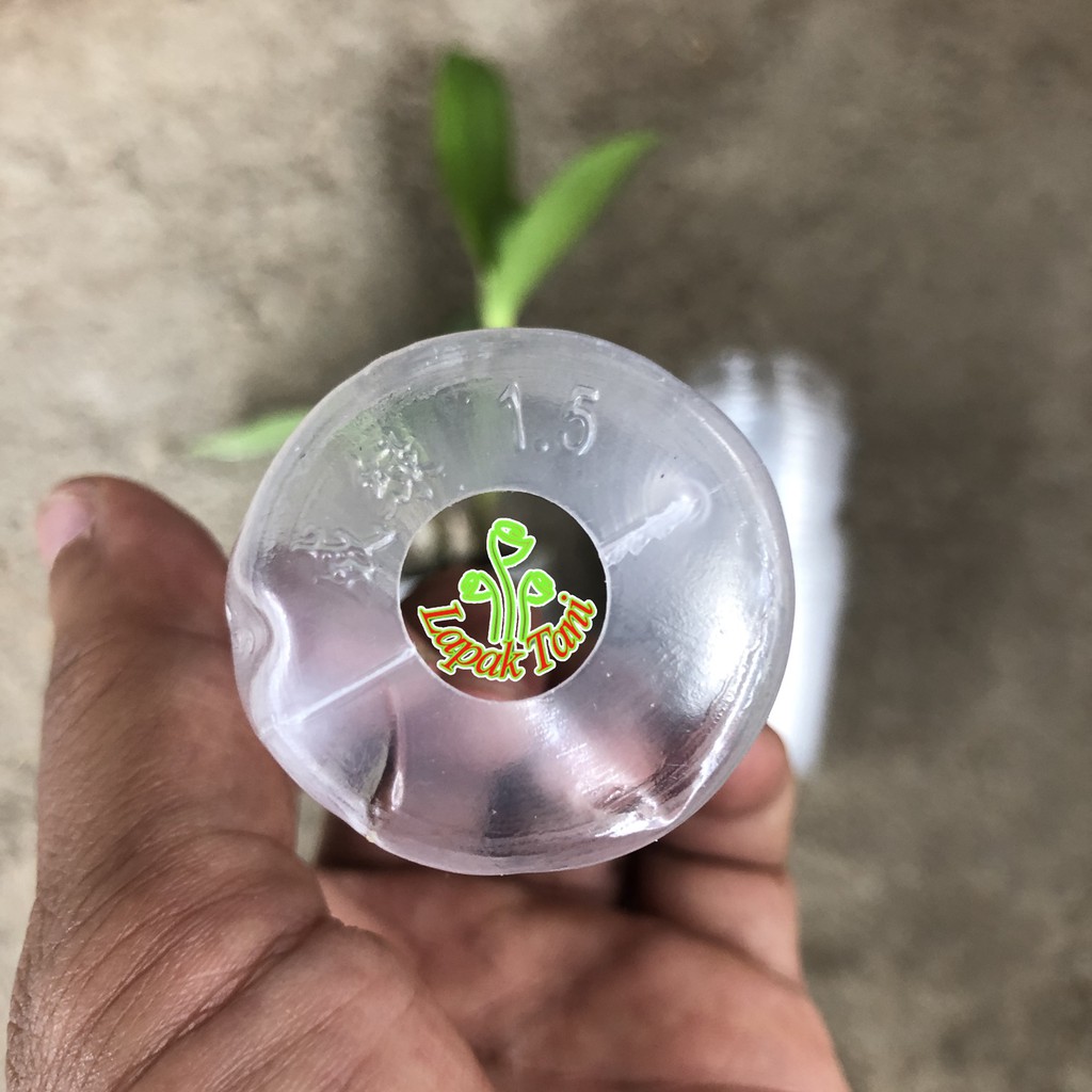 Jual Pot Anggrek / Soft pot anggrek / Fleksibel cup - polypot | Shopee ...