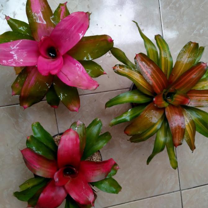 Jual Paket Tanaman Bromelia 3 Jenis | Shopee Indonesia