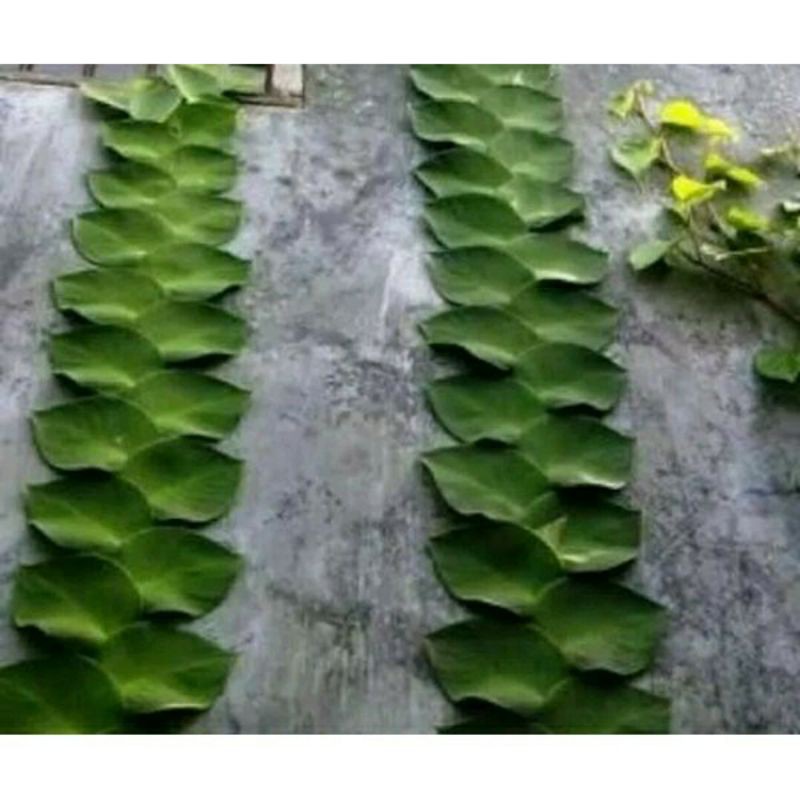 Jual Tanaman rambat dolar besar - pohon dolar | Shopee Indonesia
