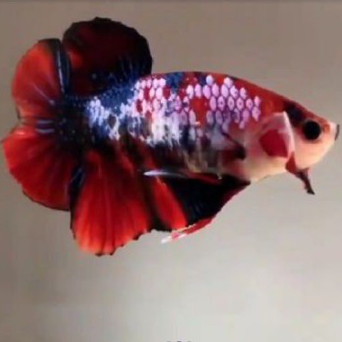 Jual ikan cupang hiass giant red koi 1 pasang | Shopee Indonesia