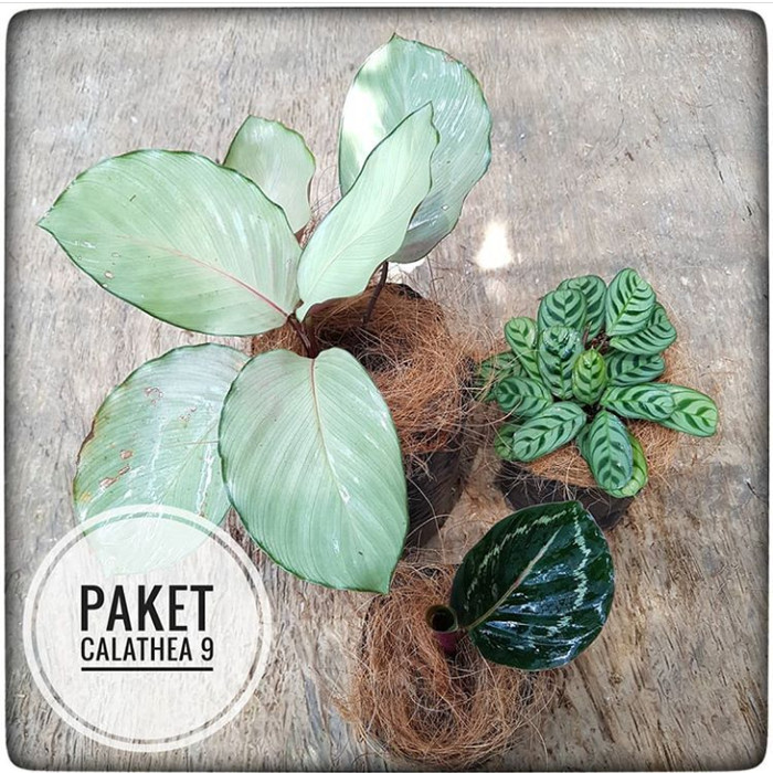 Jual Tanaman Paketan 3 Jenis Calathea - Silverplat Greenlipstick Sepat ...