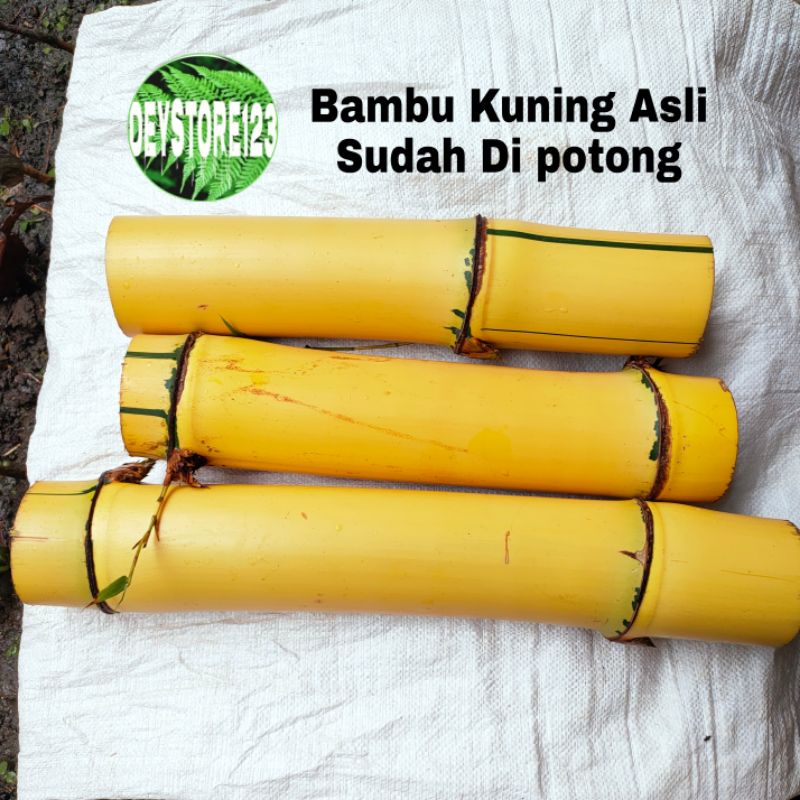 Jual potongan bambu kuning asli besar 40 cm | Shopee Indonesia