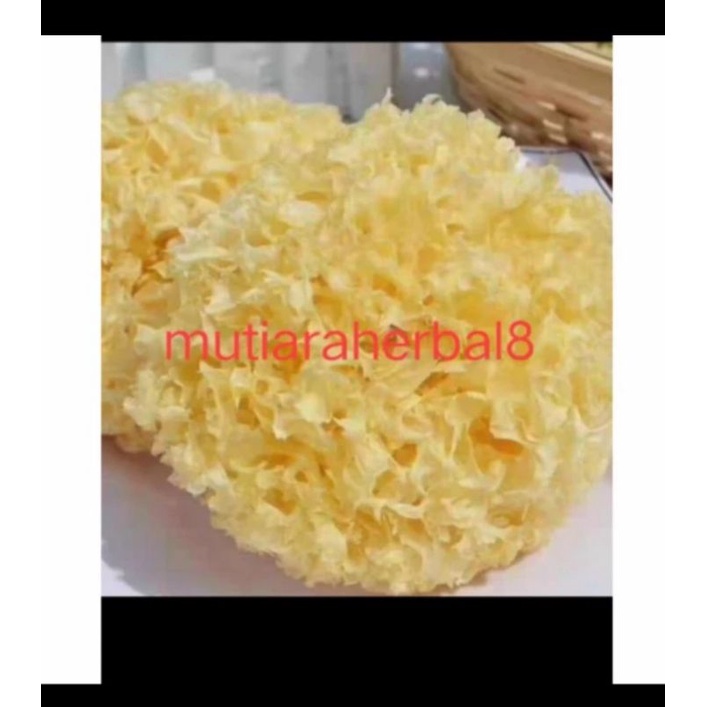 Jual Jamur salju satu bulat / jamur putih /snow white fungus | Shopee ...