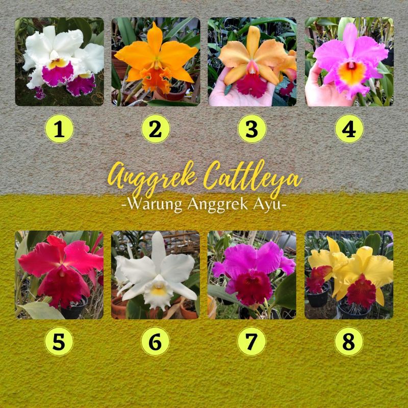 Jual anggrek cattleya seedling bunga besar, cantik dan sehat | Shopee ...