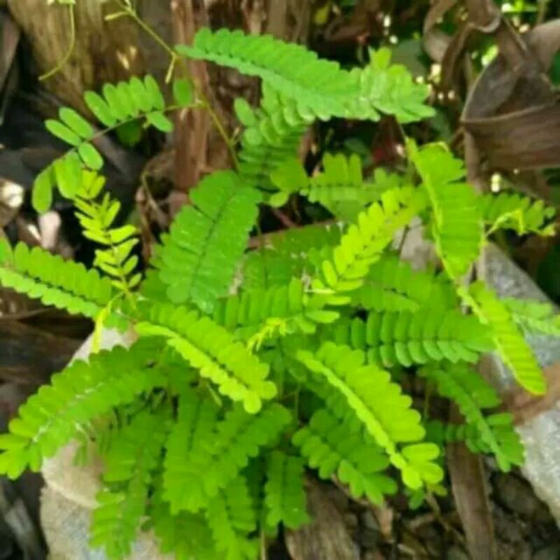 Jual Tanaman Daun Saga - Pohon Saga | Shopee Indonesia