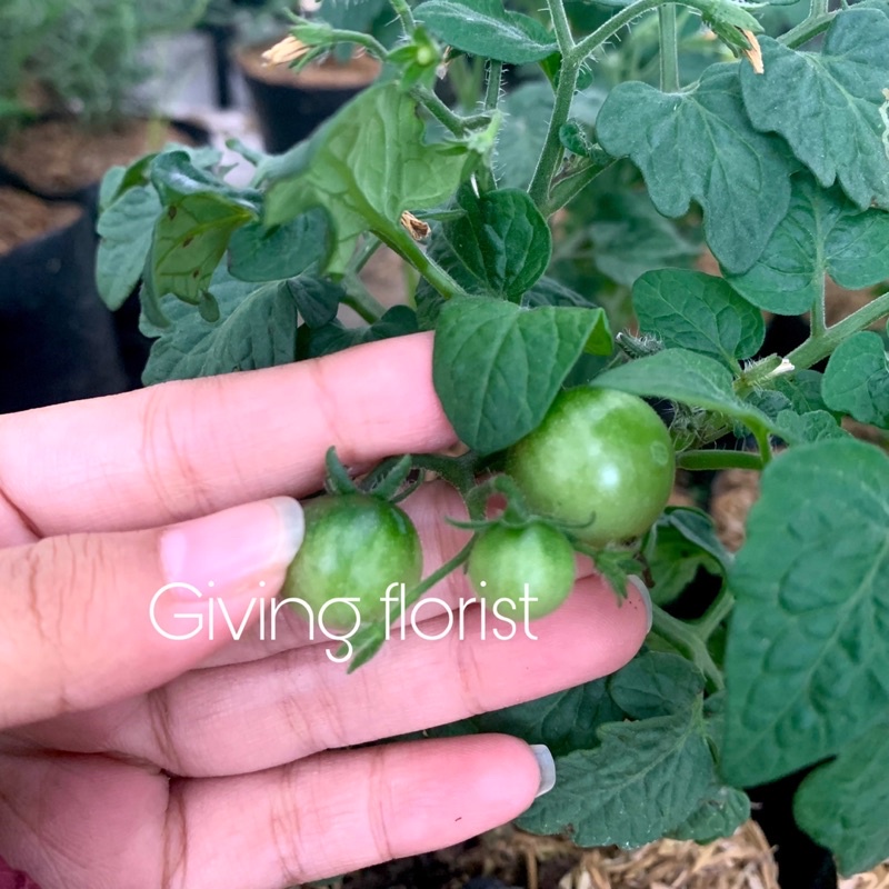 Jual Bibit Tanaman sayur Tomat Cherry / Ceri Sudah berbunga dan Berbuah ...
