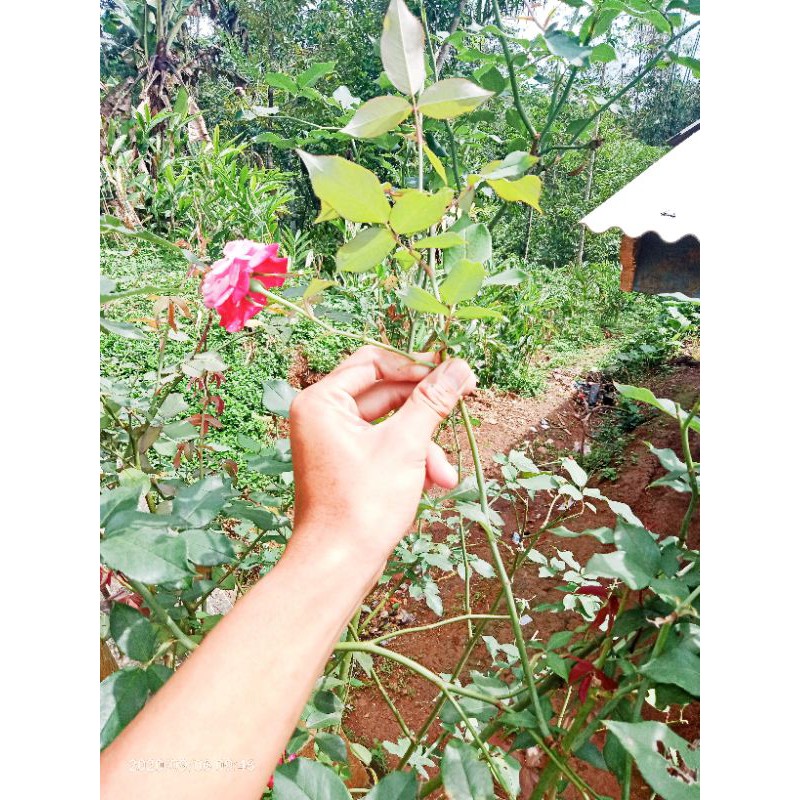 Jual stek batang tanaman bunga mawar pink/30-40 cm | Shopee Indonesia