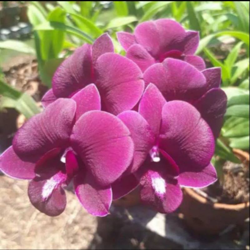 Jual Anggrek Dendrobium Red Dragon Dewasa | Shopee Indonesia