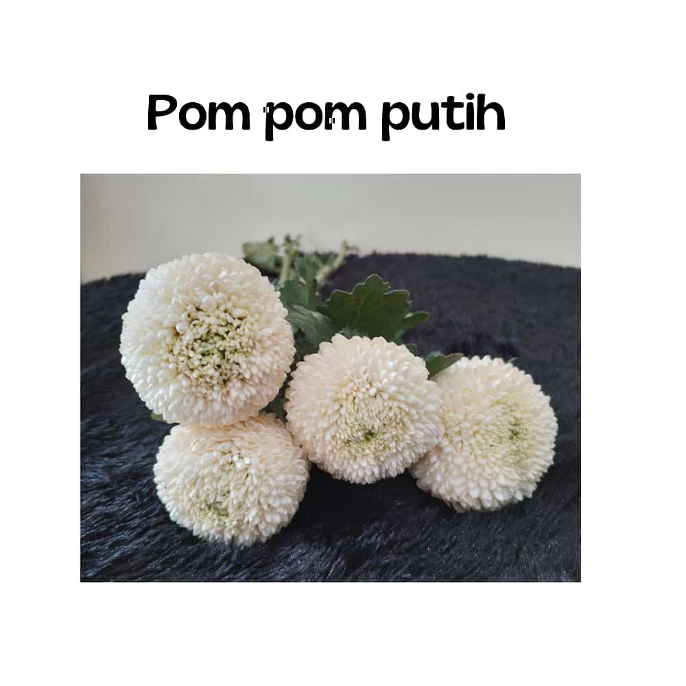 Jual Bunga Pom Pom Pink ( Asli ) | Shopee Indonesia