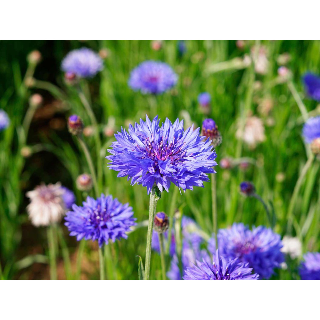 Jual Biji Bunga Cornflower Mix Tall Plant Flower - Bibit Tanaman ...