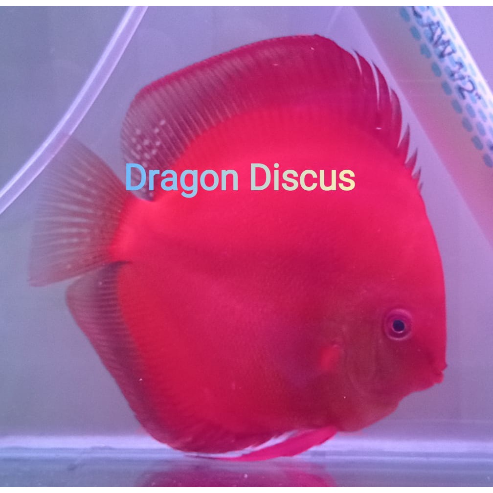 Jual Discus Red Golden Diamond 2,5" inch s/d 4,5" inch | Shopee Indonesia