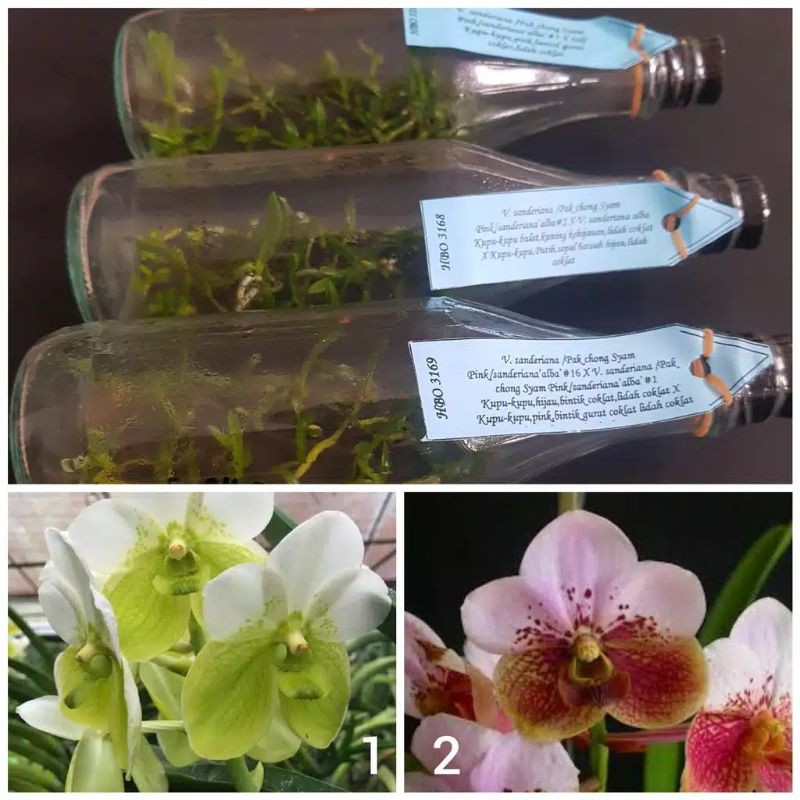 Jual anggrek botol vanda isi 30 plants | Shopee Indonesia